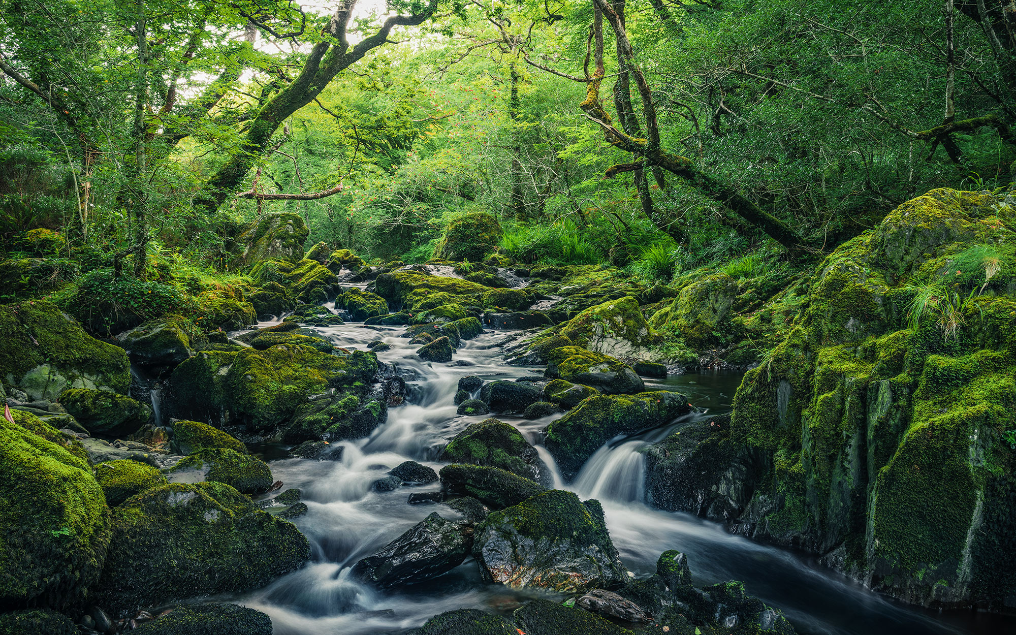 Green Tales - Forest Stream Wallpaper | Photomural.com