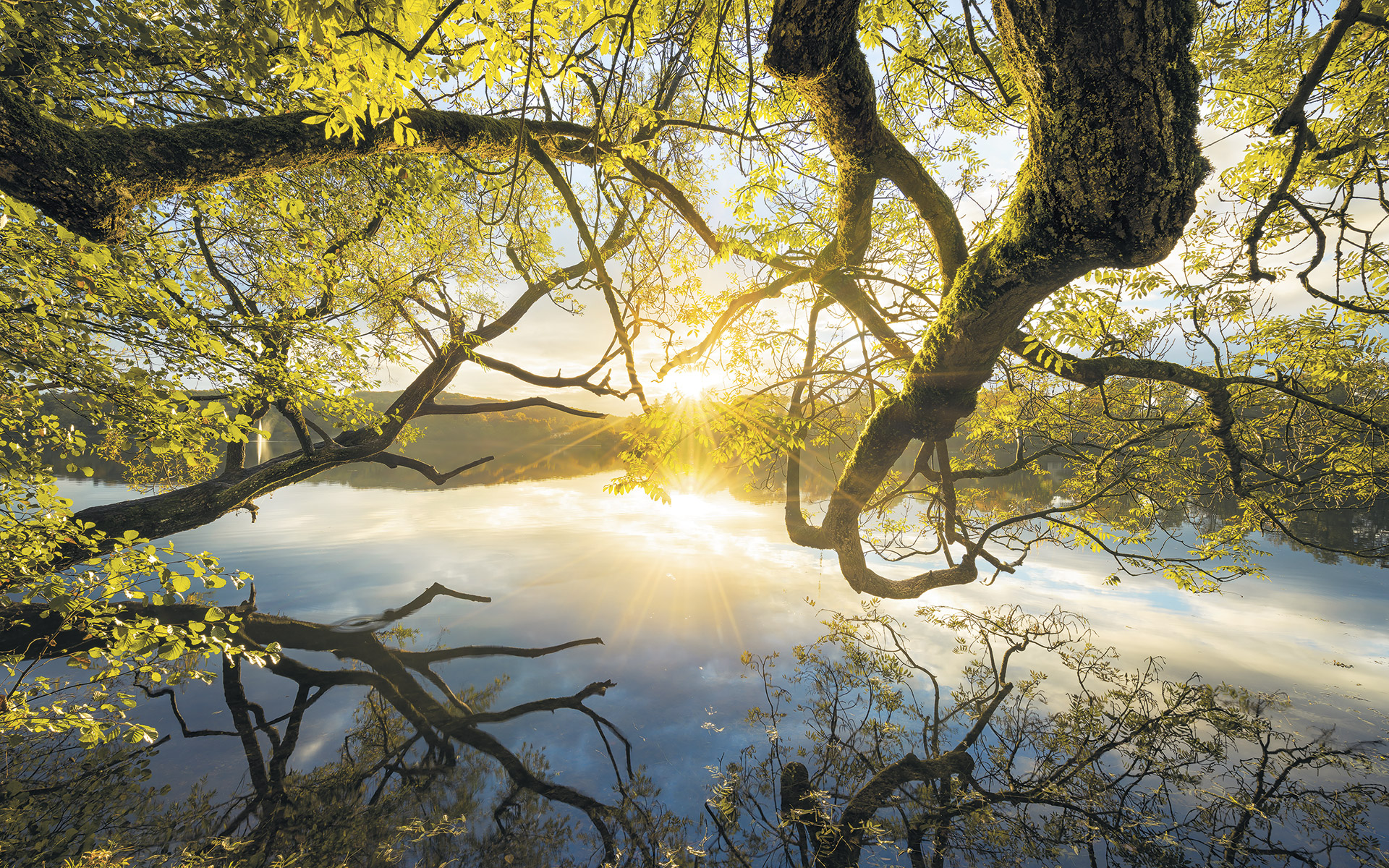 Non-woven photomural "Golden Embrace" by Stefan Hefele | photomural.com